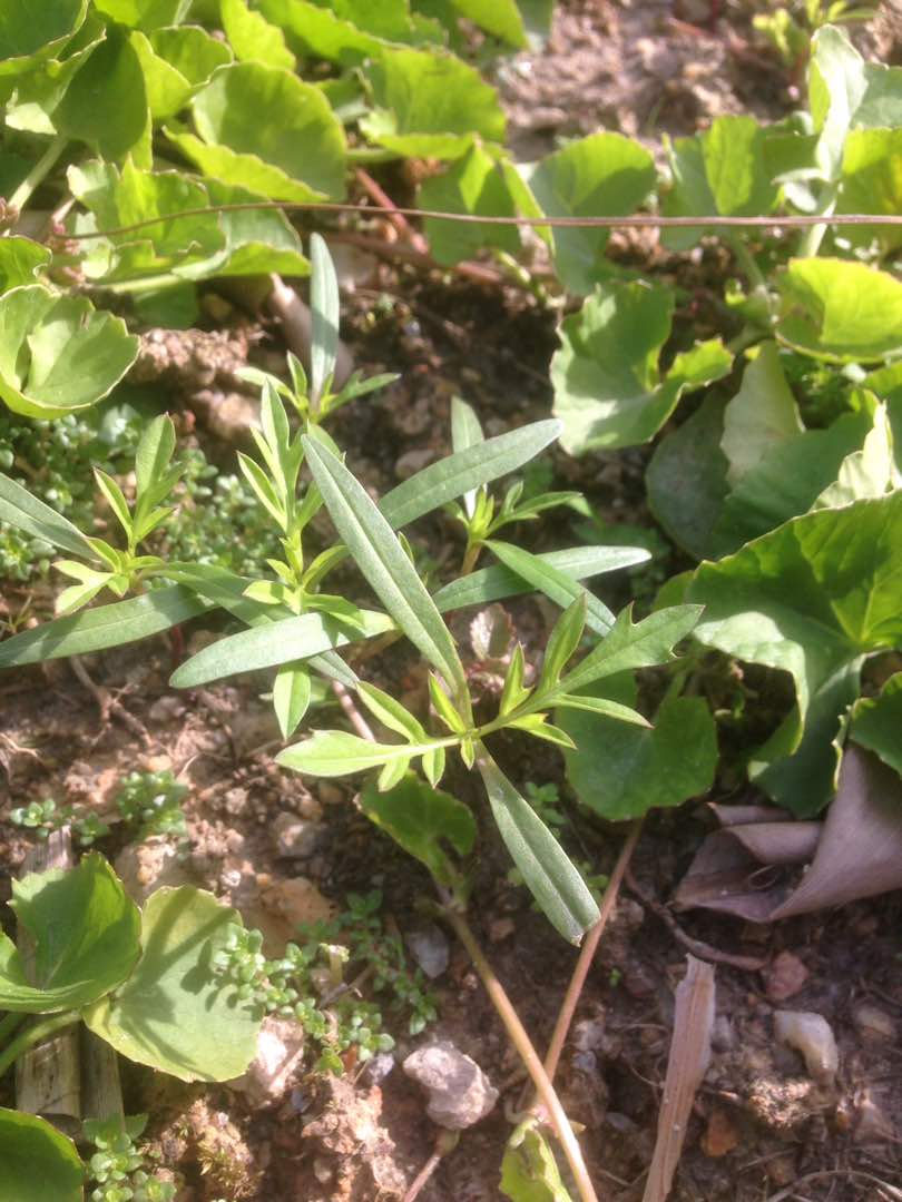 Jom Tanam Sayur ( JTS ) : Semaian Ulam Raja Sudah TumbuhJom Tanam Sayur ...