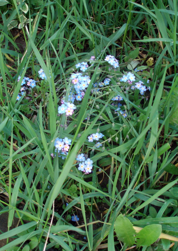 Blogul Simonei: Miozot