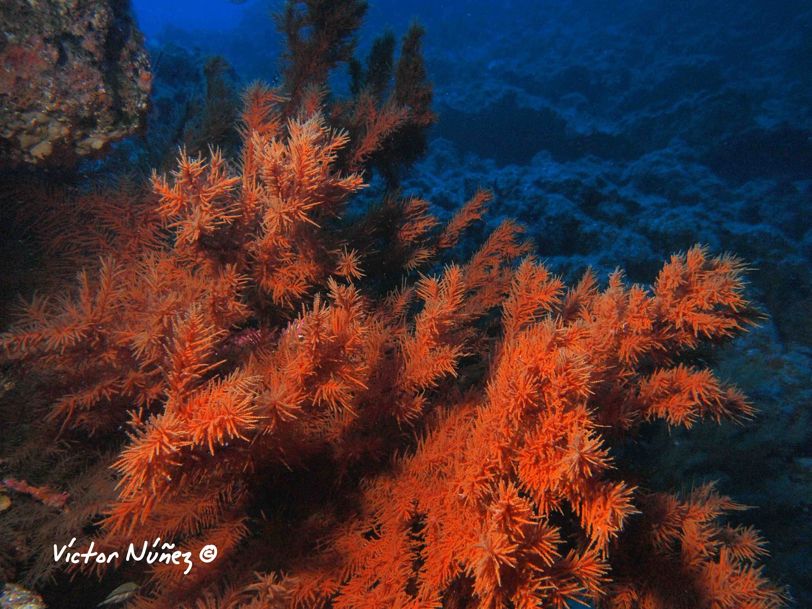 Check the Sea. Web de buceo y fotografía submarina de las Islas ...