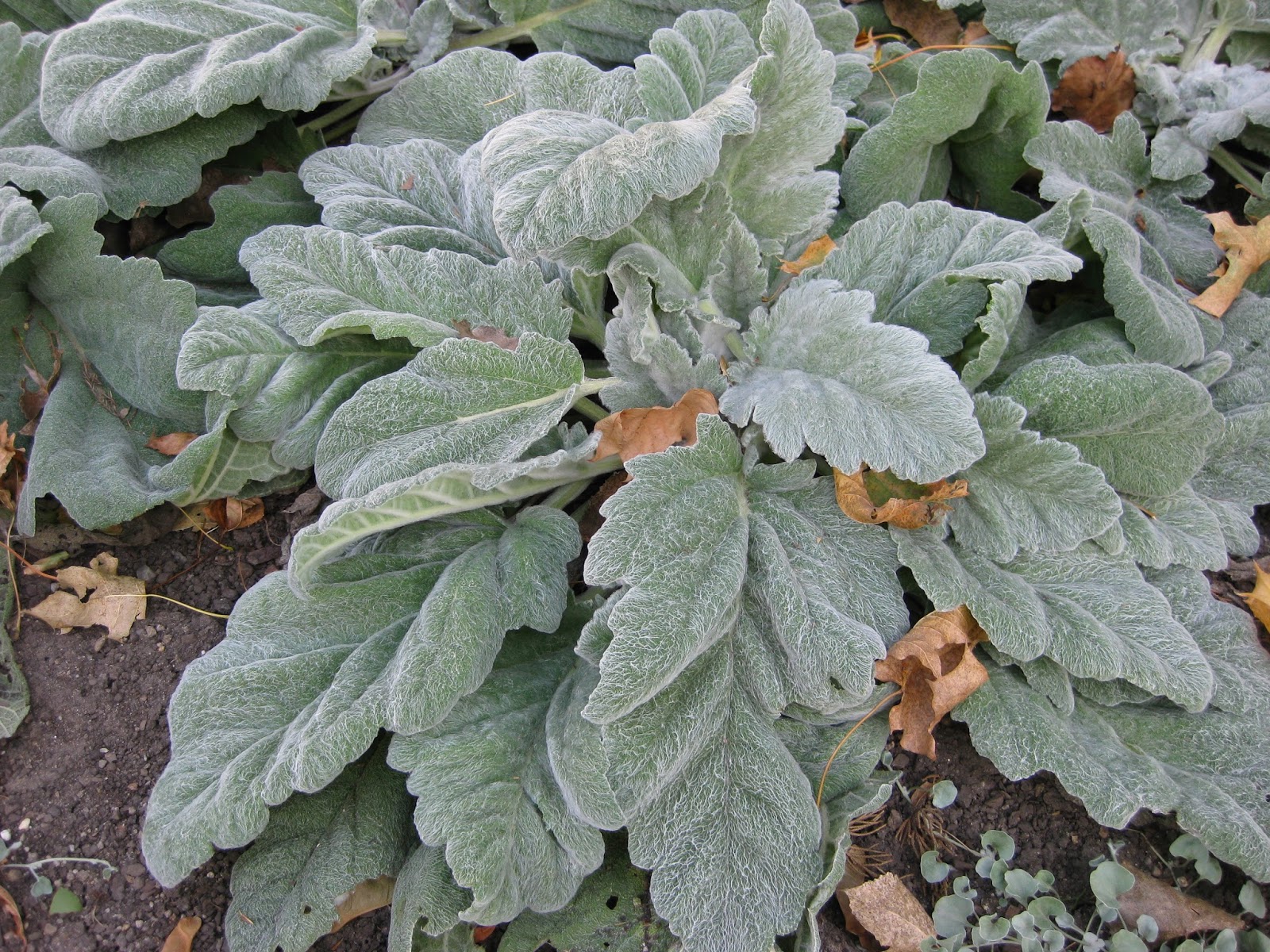 Rotary Botanical Gardens - Hort Blog: Silver Sage Adds A Fuzzy Touch