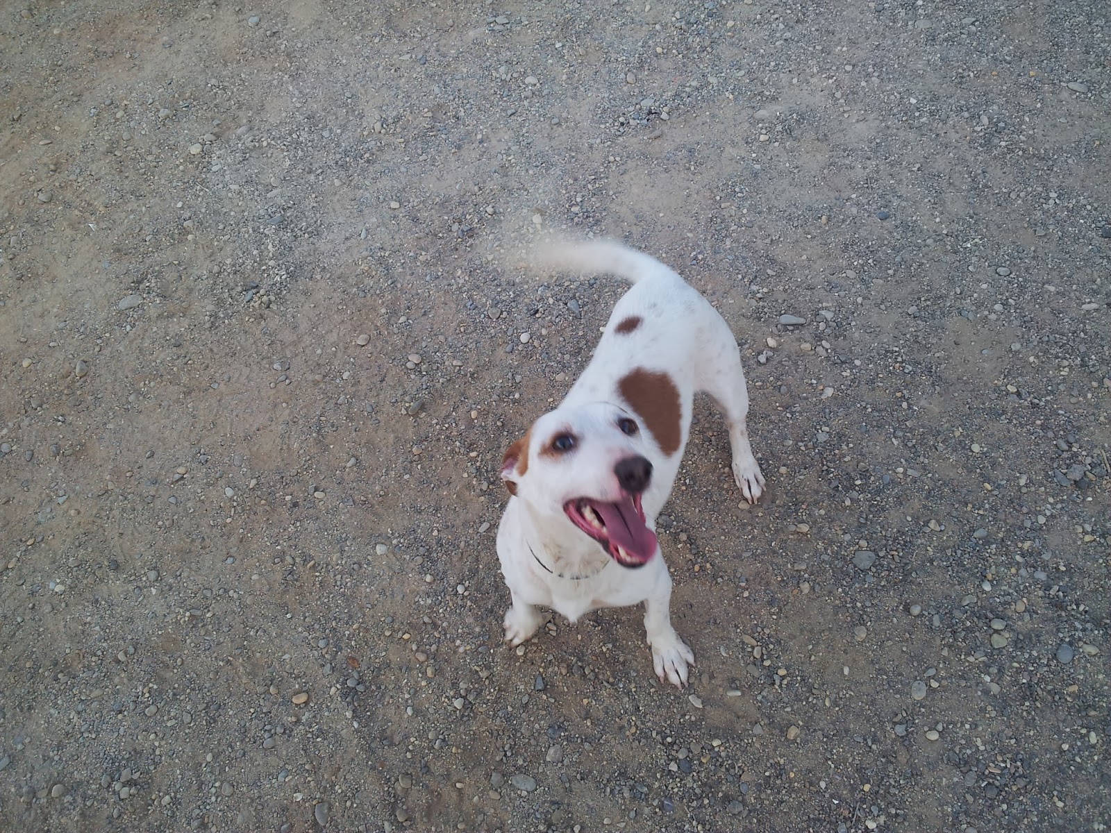 podenco maneto | Perros de caza