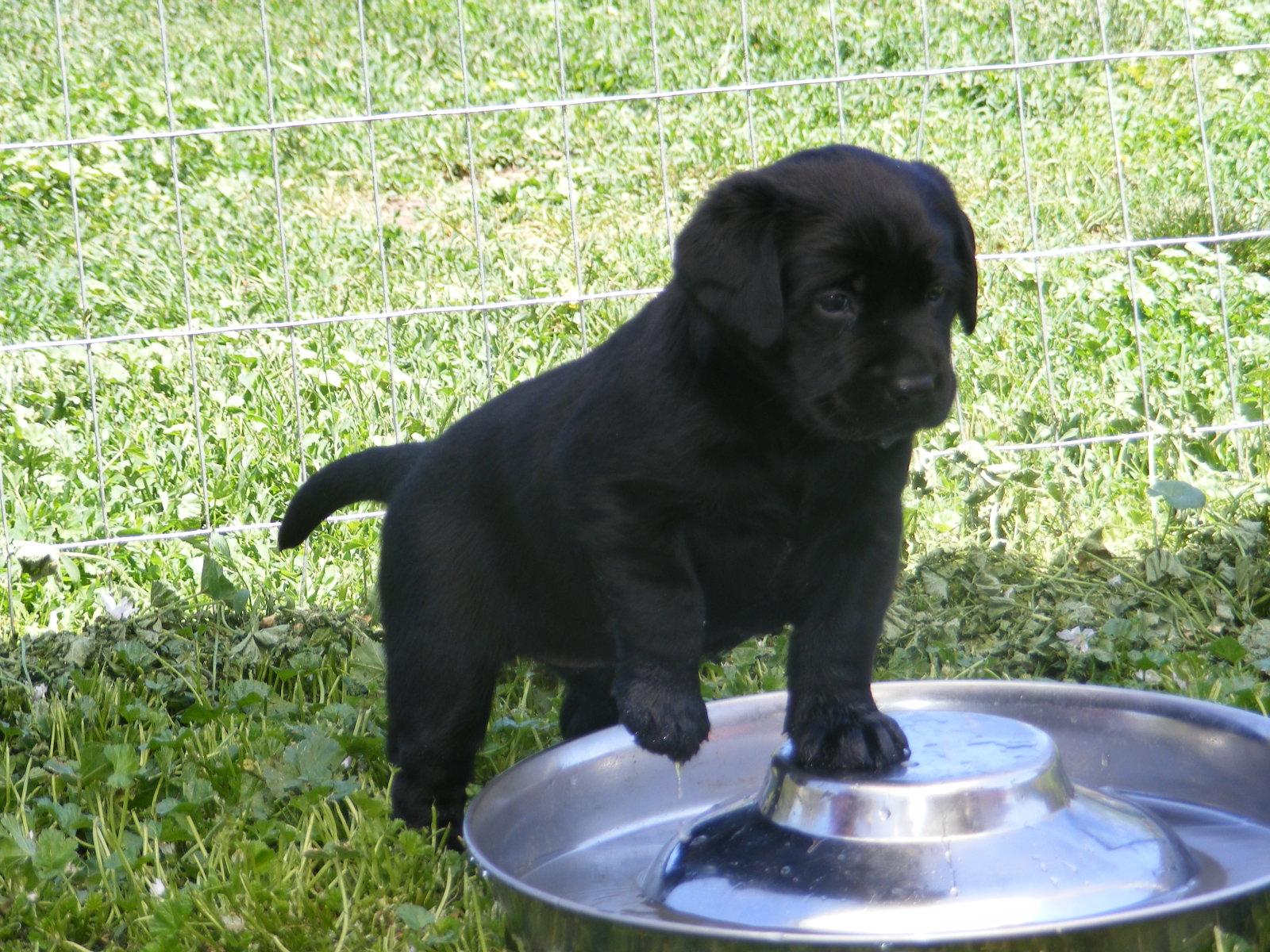 LaBrook Labradors: Puppies pg
