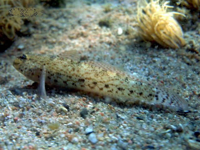 Artes de Pesca: VAMOS A PESCAR RASPOSO (GOBIIDAE)