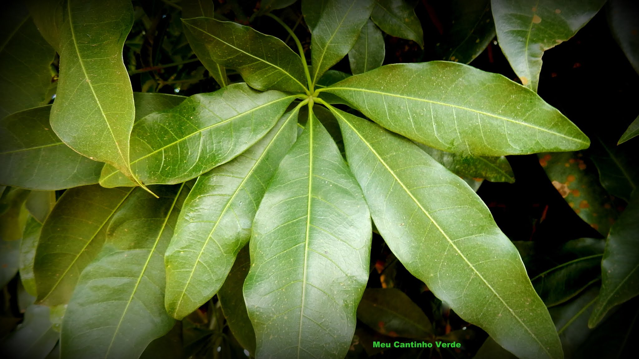 Meu Cantinho Verde: MONGUBA - ( Pachira aquatica )