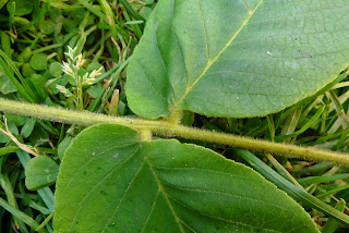 Wild Harvests: Heartnut, a cultivated Japanese Walnut