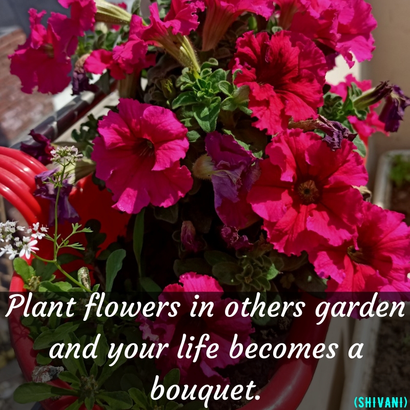 Best 30 Inspirational Flower Quotes With Beautiful Pictures-Quotes ...