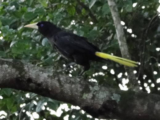 Sarzedo Ecologia: Japim (Cacicus cela)