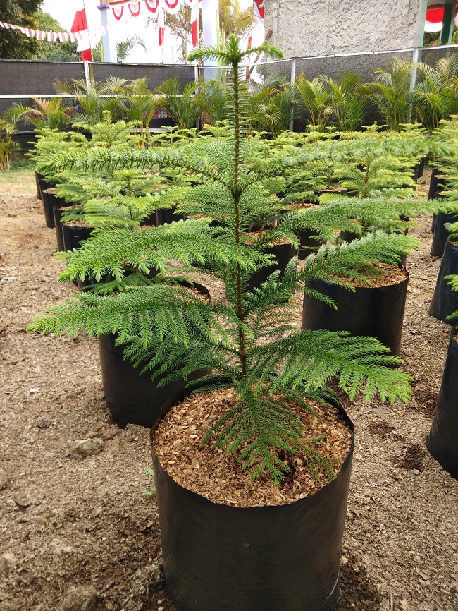 5 Jenis Pohon Cemara Terbaik Untuk Pohon Natal