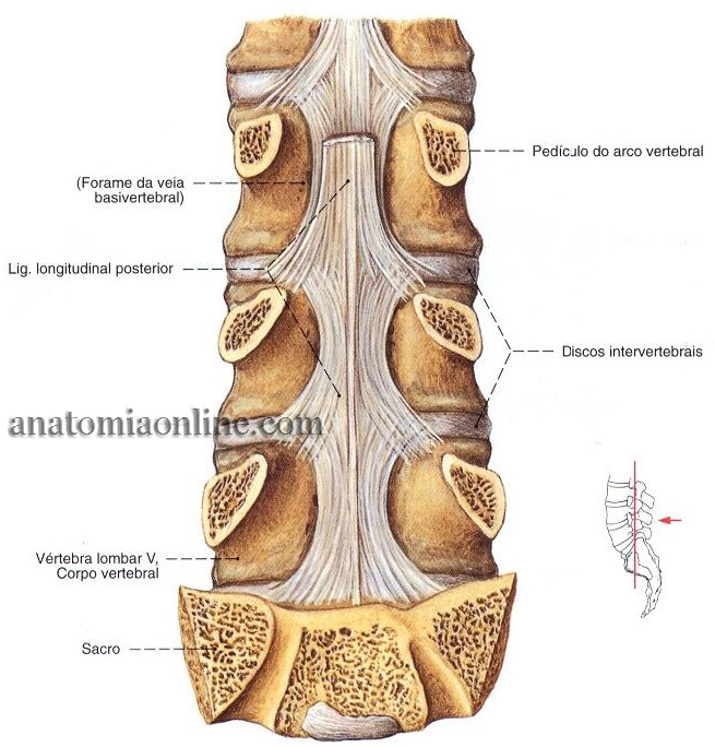 Resumo Fisio: anatomia coluna vertebral