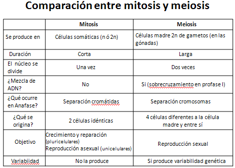 Diferencias Entre Mitosis Y Meiosis