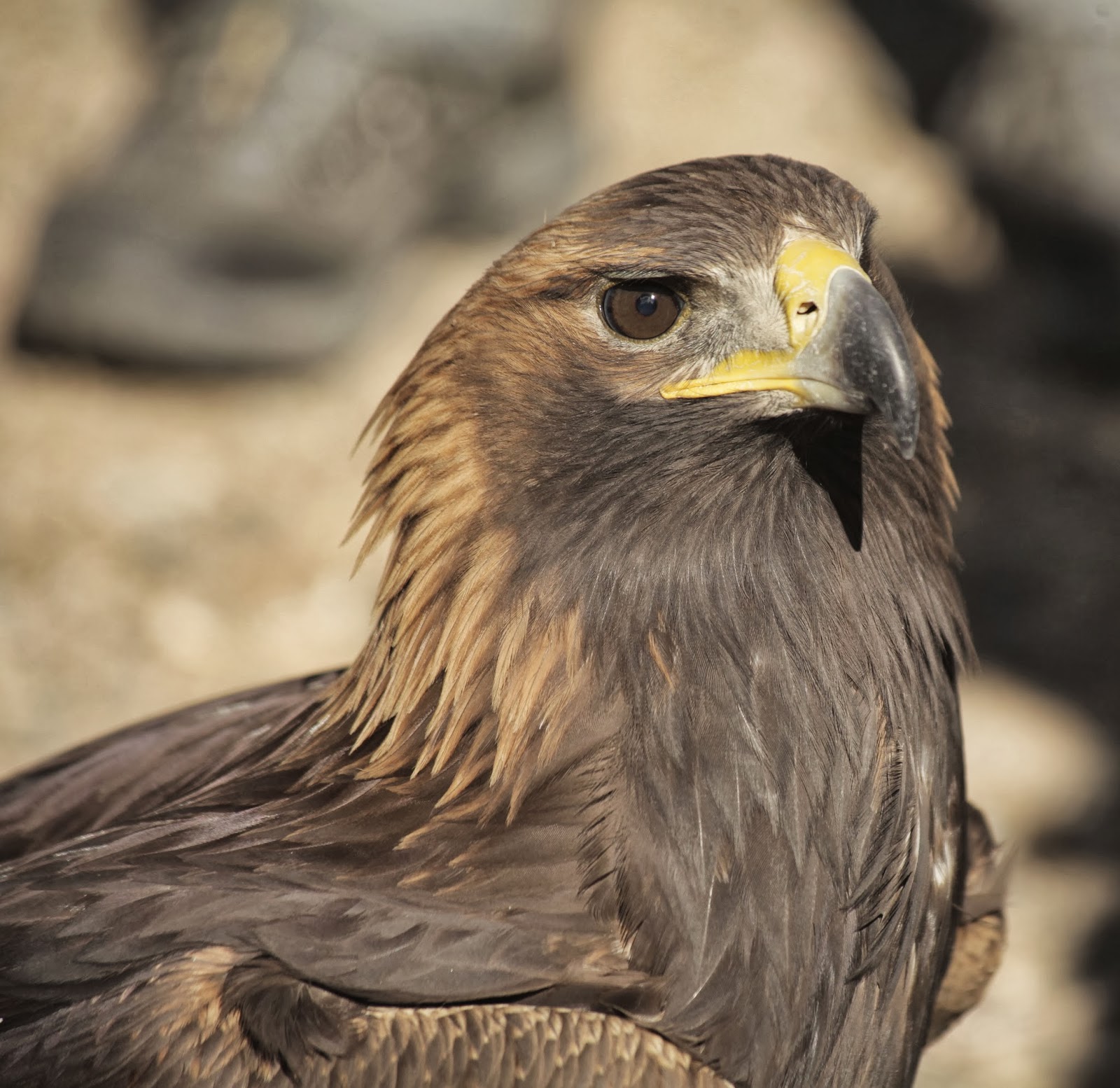 Musings in Mongolia: The Golden Eagle Festival - Bayan Olgii, Mongolia 2013