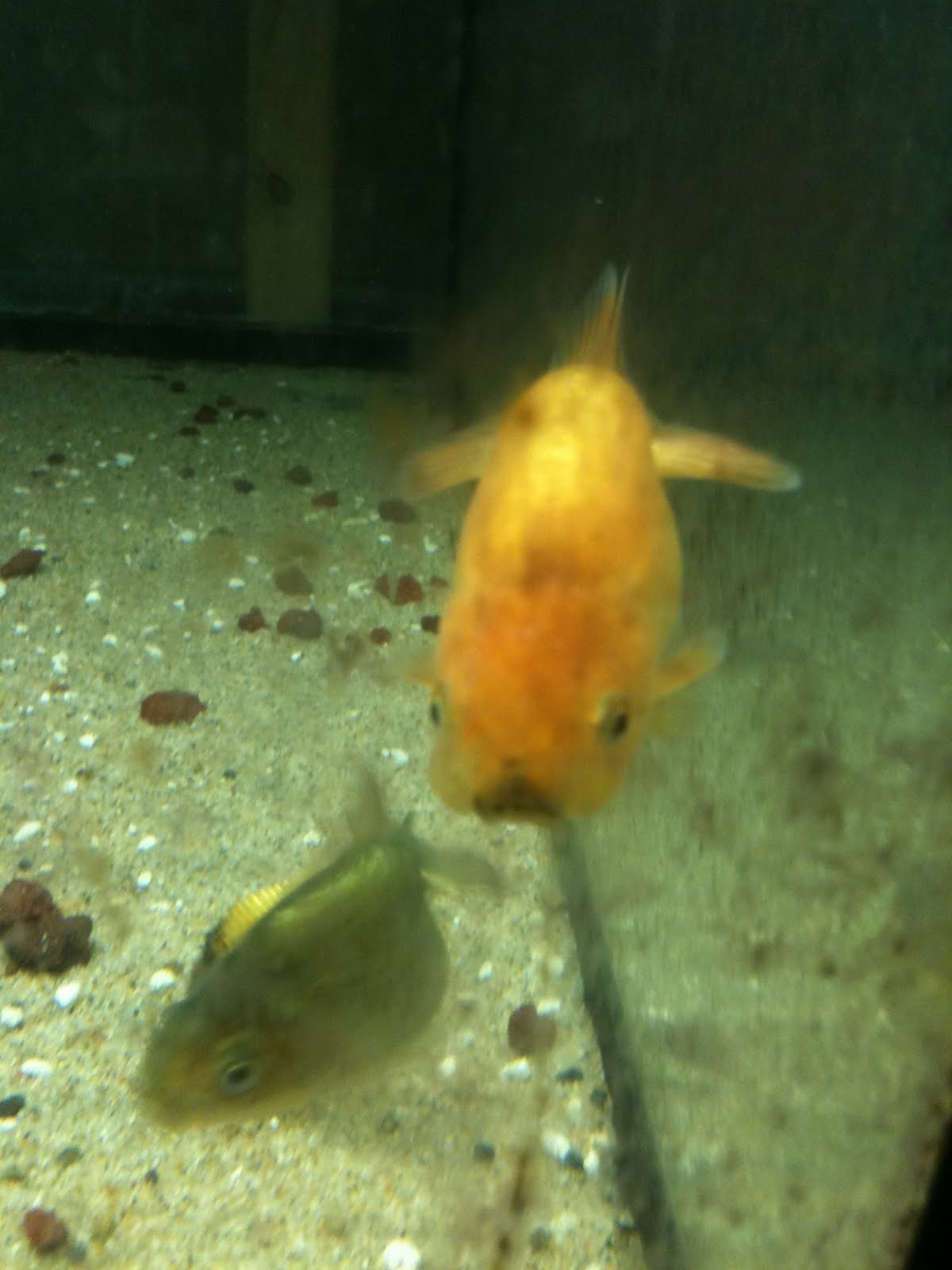 Suzuki x Kageyama Top View Ranchu: Golden Ranchu