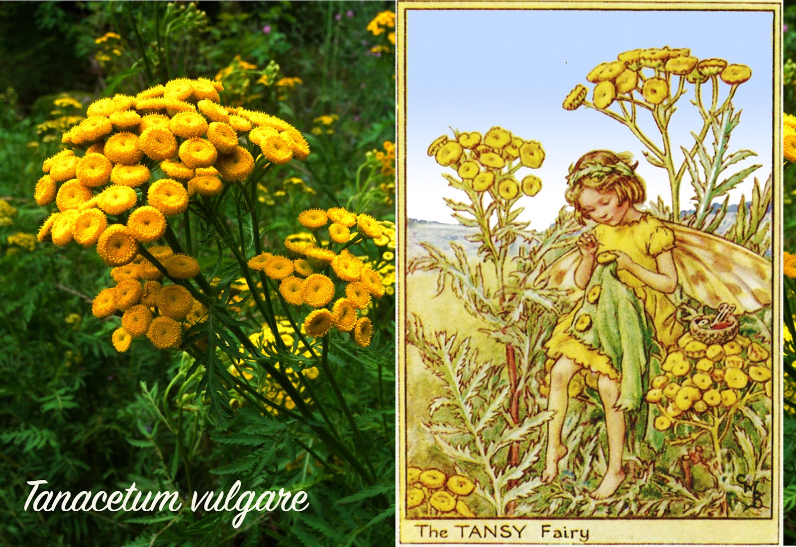 Intelliblog: ALL ABOUT TANSY