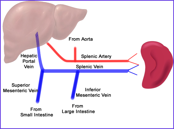 Spleen - structure shape, topography, Blood vessels, Nerves innervation