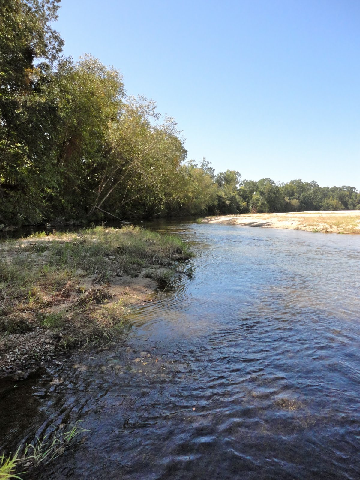 Marin Dearie: Homochitto Forest, Mississippi