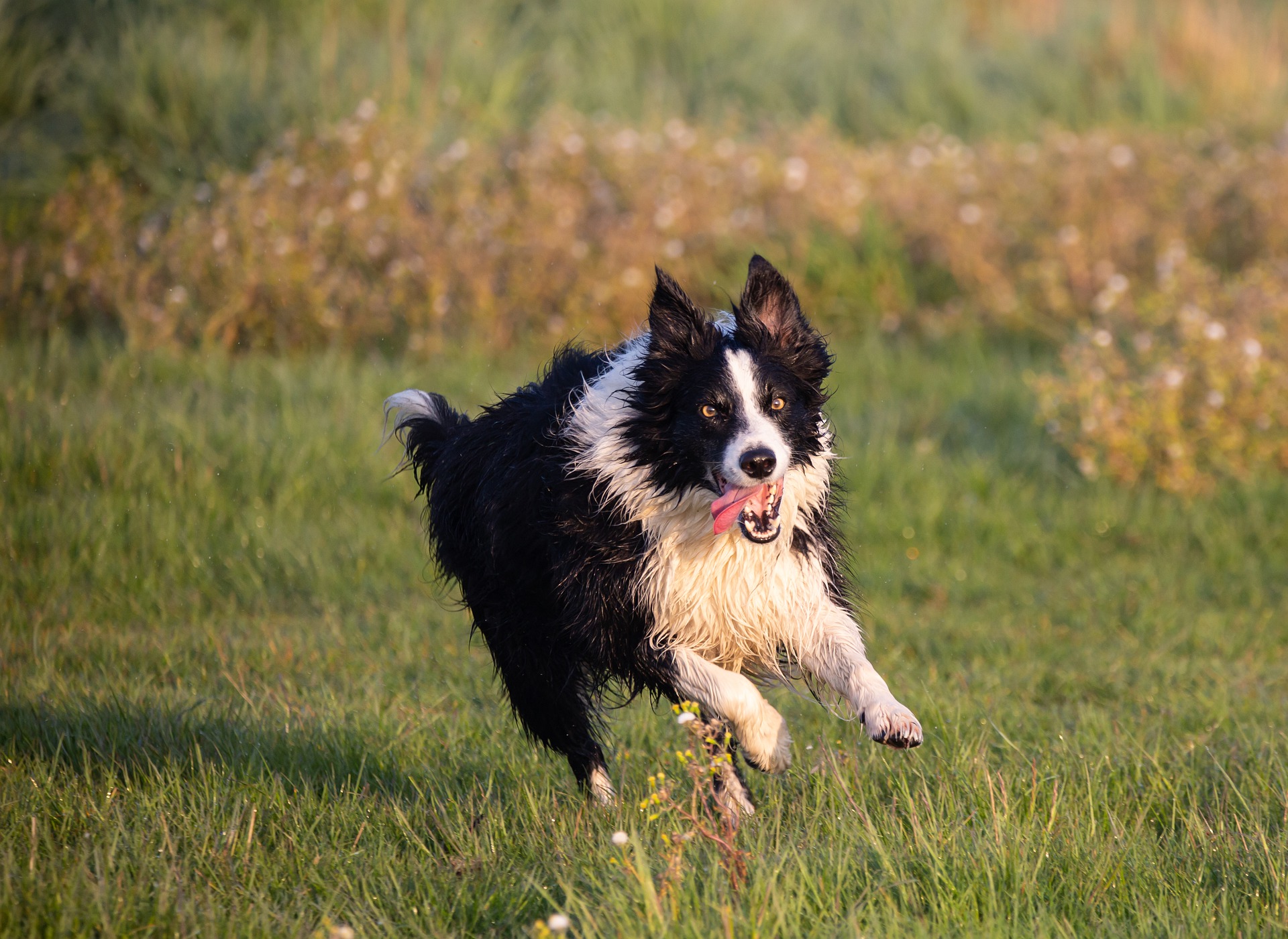Blue Merle Minion: 3 Alternatives to Your Usual Walks for a Reactive Dog