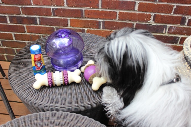 To Dog With Love: Entertain Your Pup With Busy Buddy and Lickety Stik ...