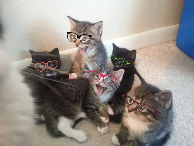 ANIMALS TIME : Cat edited time (hora del gato editado) Gallery 3