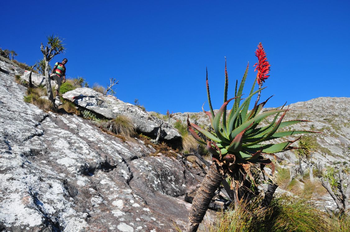 With a backpack through Africa: Mulanje Mountains / Sapitwa Peak (3002m)