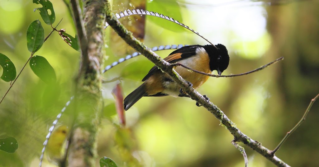 ANIMALS TIME : King of Saxony bird of paradise (Gallery 2)