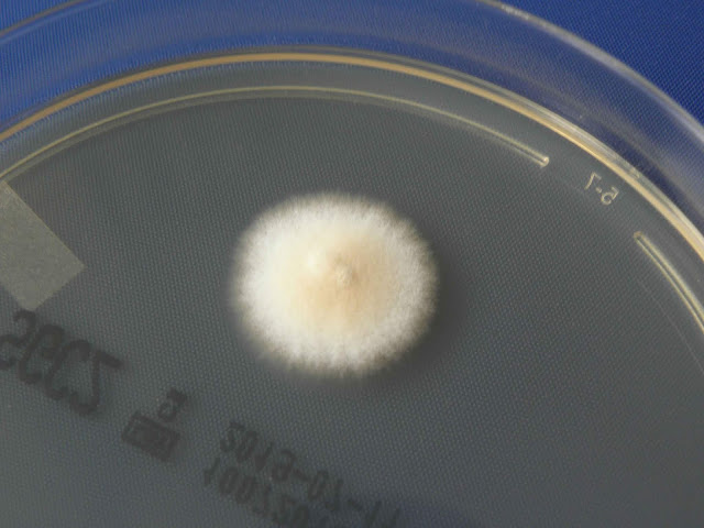 ATLAS MICOLOGIA: TRICHOPHYTON INTERDIGITALE