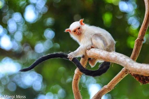 SAGUI-BRANCO (MICO ARGENTATUS) - AMAZÔNIA ACONTECE