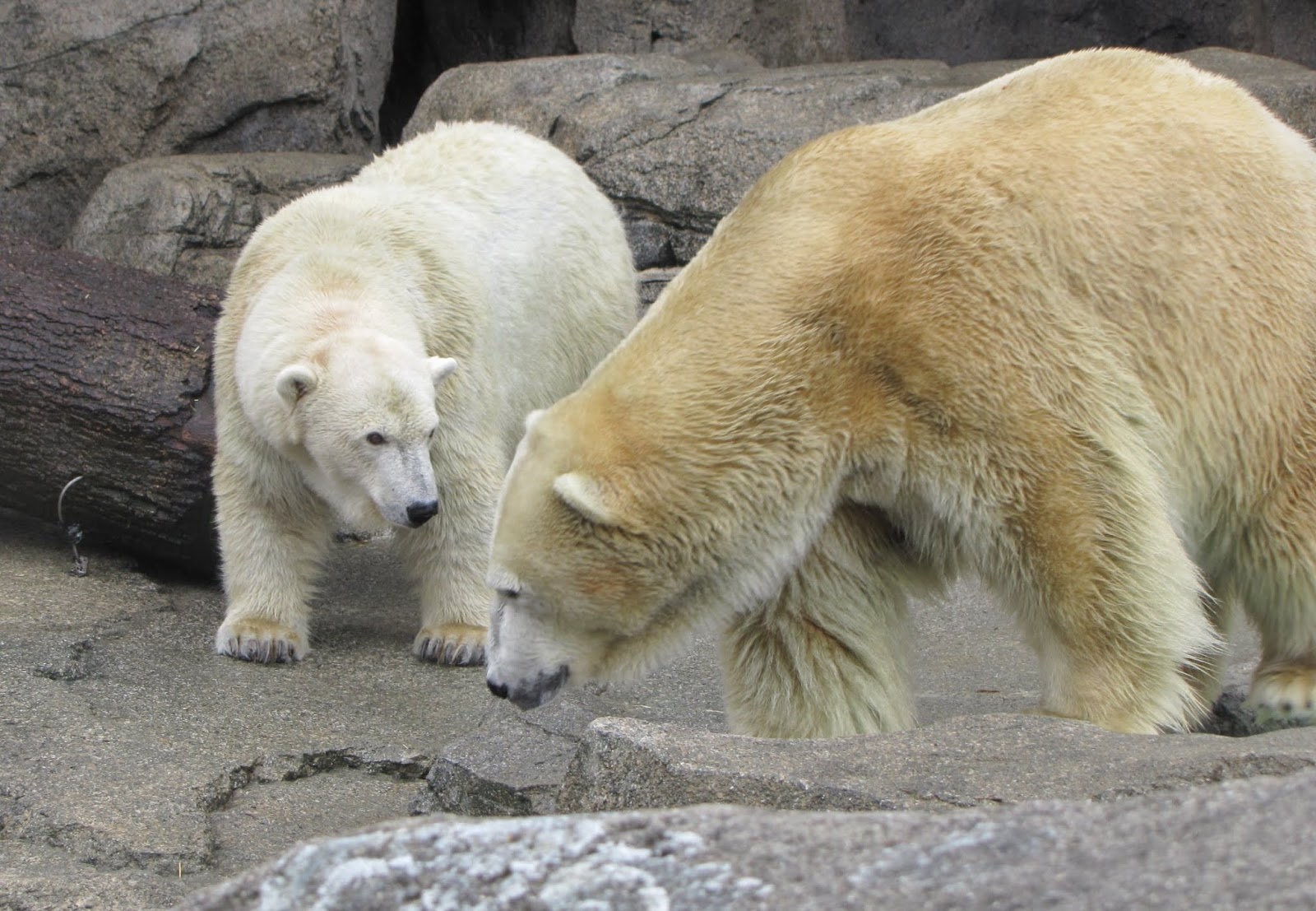 My Polar Bear Friends and Friends of Polar Bears: Oldest to youngest ...