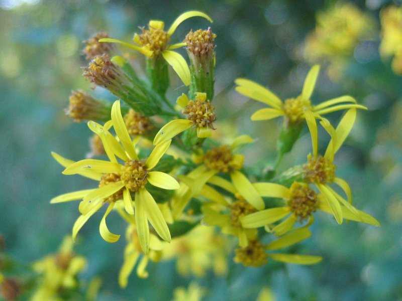 Seminte si plante de gradina hobby: Splinuta-Solidago Virgaurea