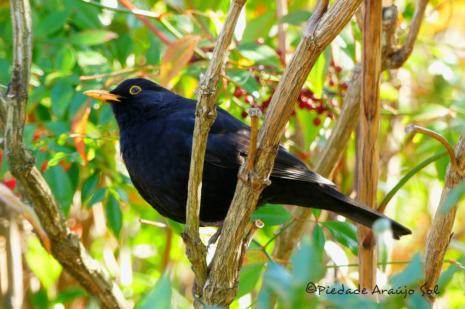 poesia em imagens: Melro-preto - Turdus merula