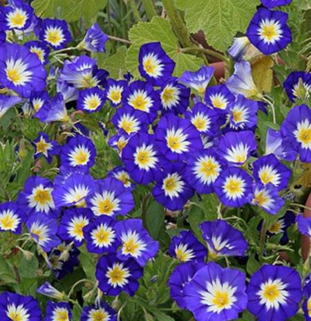 Bunga Biru Yang Sangat Cantik ~ RINDDIANY