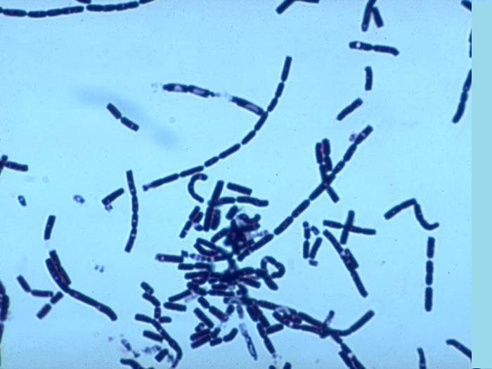 Corynebacterium Minutissimum