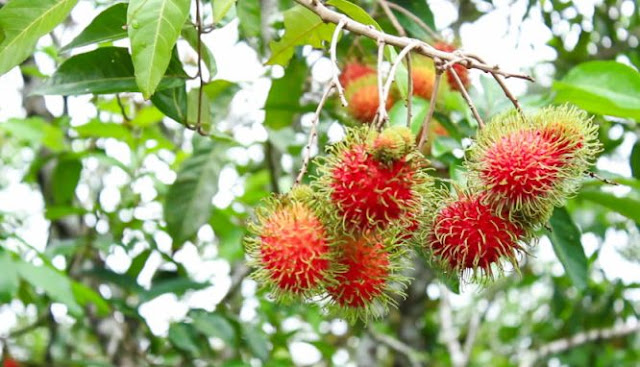 Ternyata Khasiat Daun Rambutan Ini Luar Biasa Lho, Baca Yuk!! | INTIPS ...