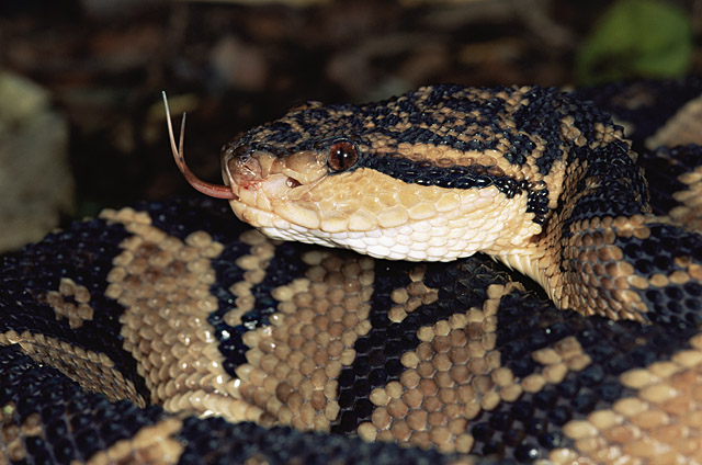 Gezondheidsweb: Lachesis mutus