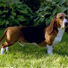 El perro Basset artesiano de Normandia | Perros callejeros