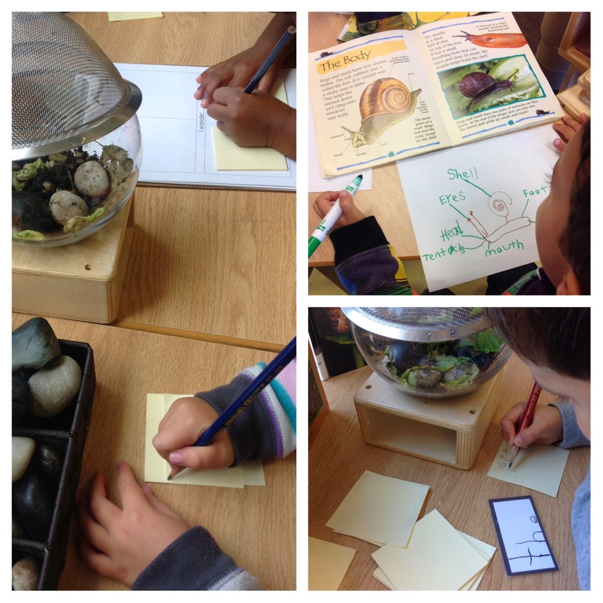 Our Kindergarten Journey: The Start of Our Snail Inquiry