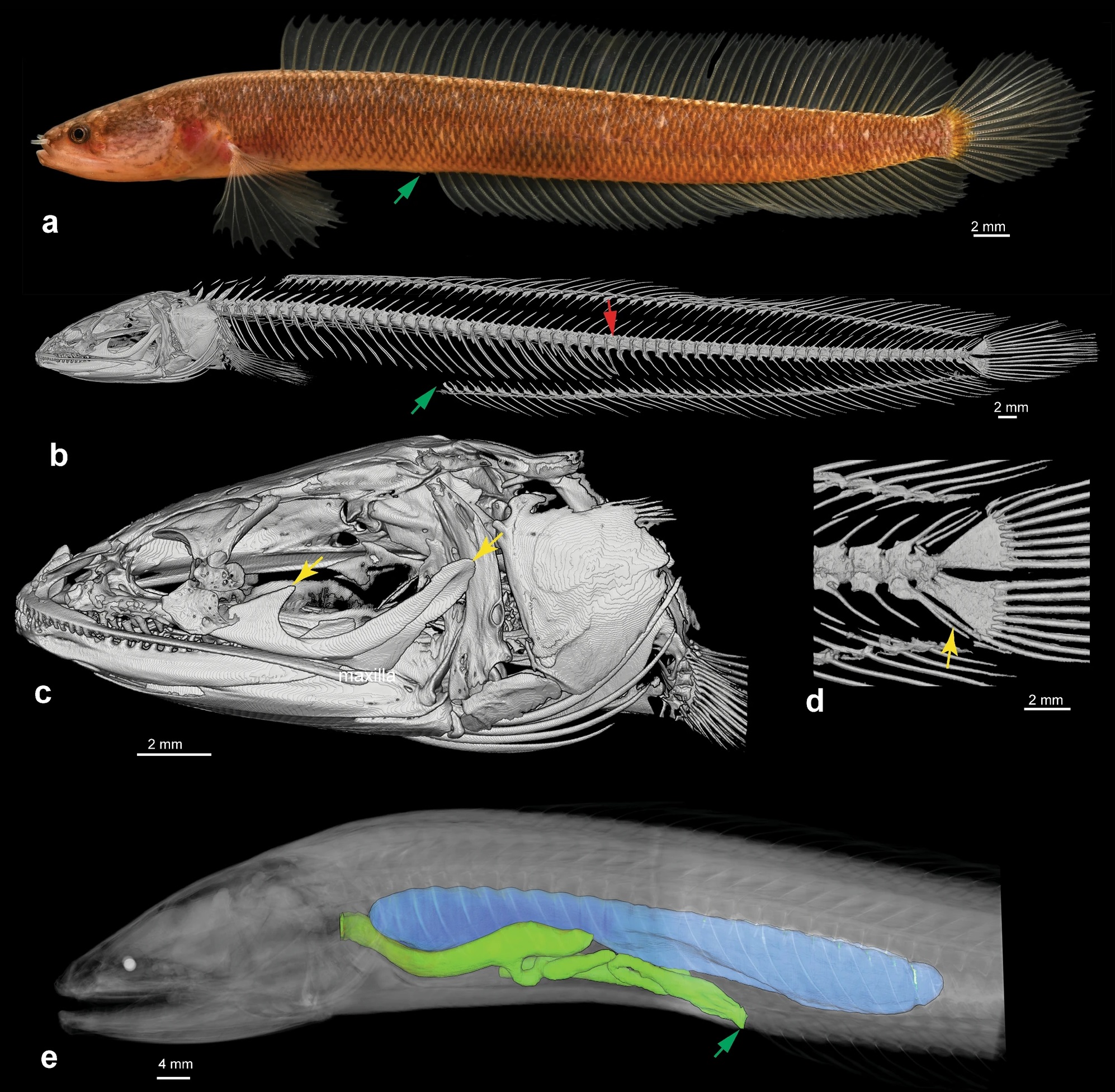 Species New to Science: [Ichthyology • 2020] Aenigmachannidae • A New ...
