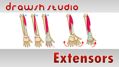 Drawsh: The Extensor Muscles