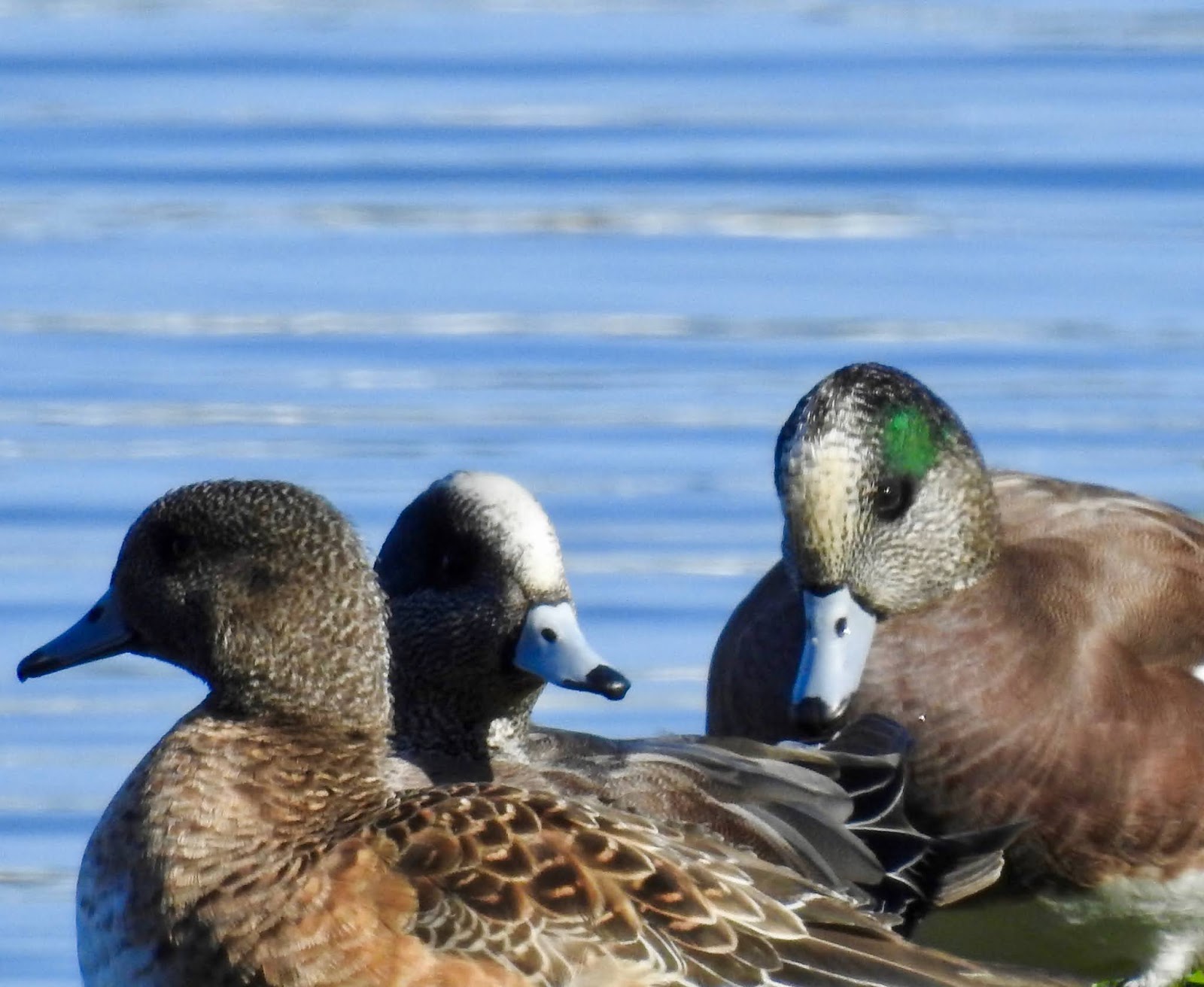Wildewood Wonders: Breeding American Widgeon