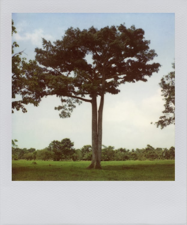 fototazo: Portfolio: Matt O'Brien, "No Dar Papaya"