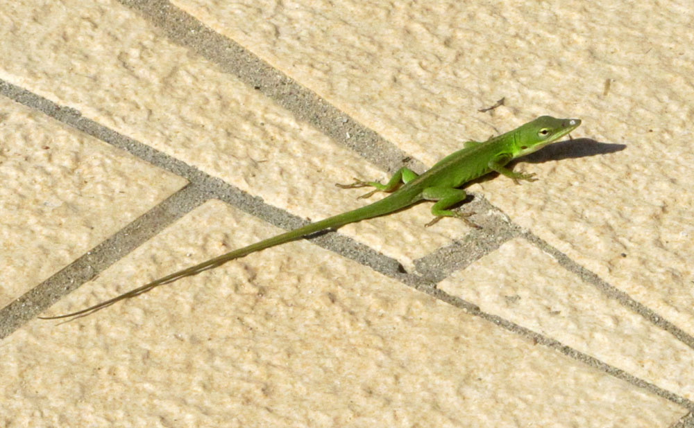North Shore Nature: Some Cuban lizards
