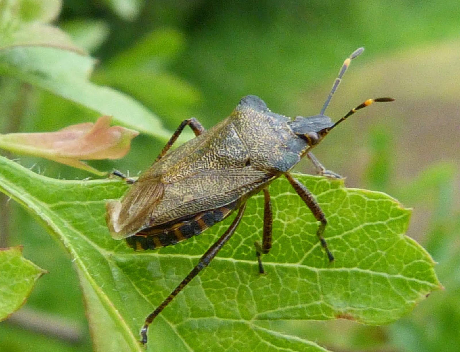 Insects of Scotland: True Bugs