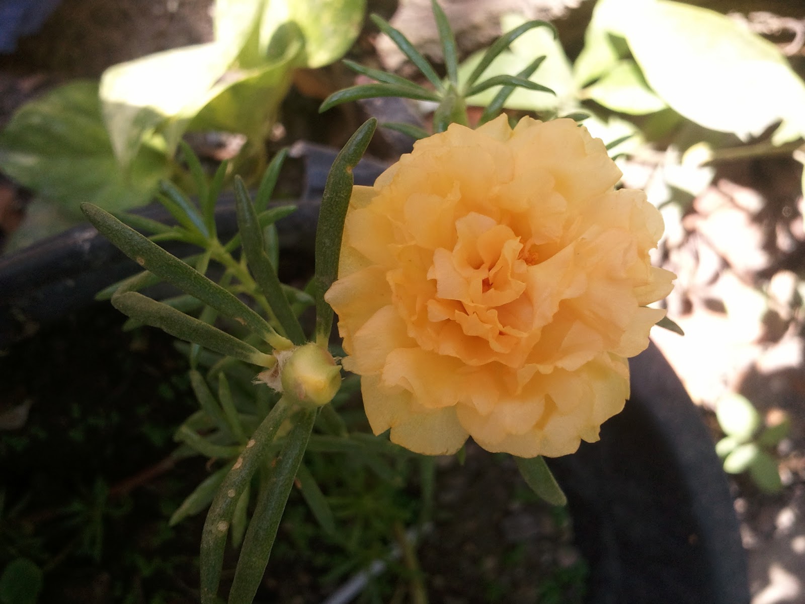 Generally: 10 O'clock Flower