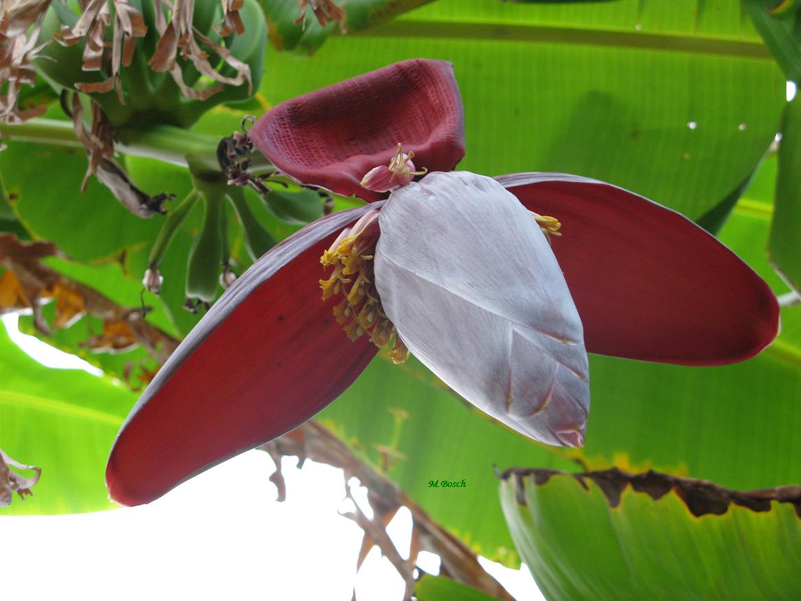 Cultura Guaraní: Flor pico de loro