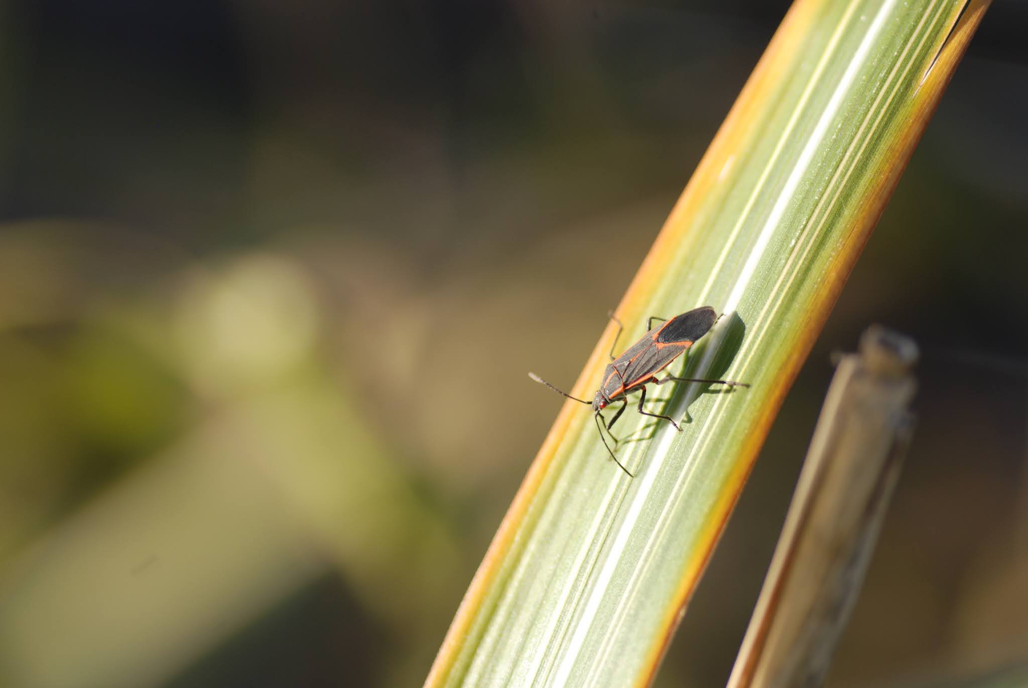 MObugs: Democrat Bug