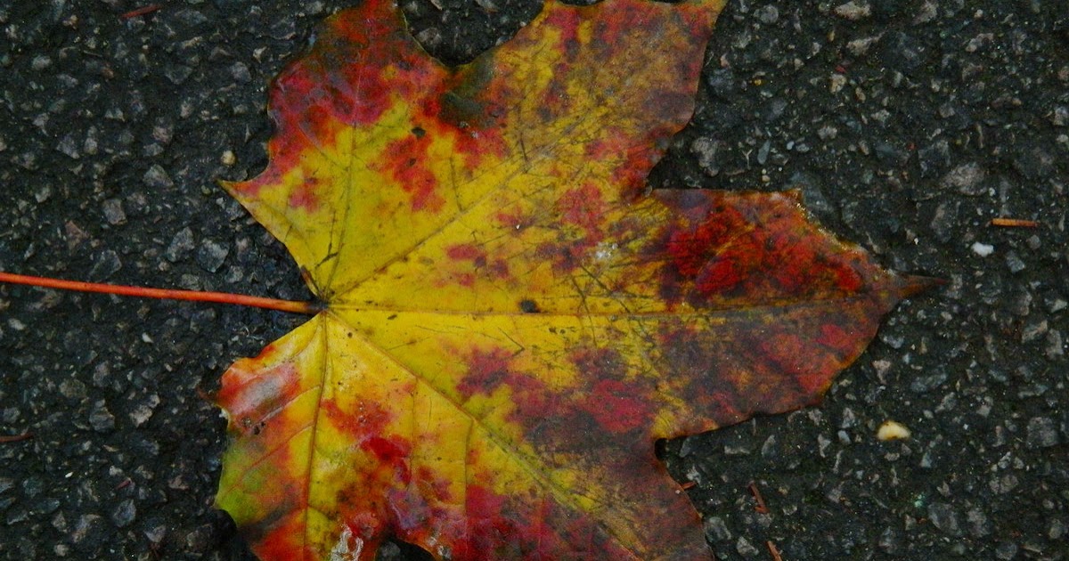 LA MULȚI ANI, ROMÂNIA!: Frunze cazute de artar