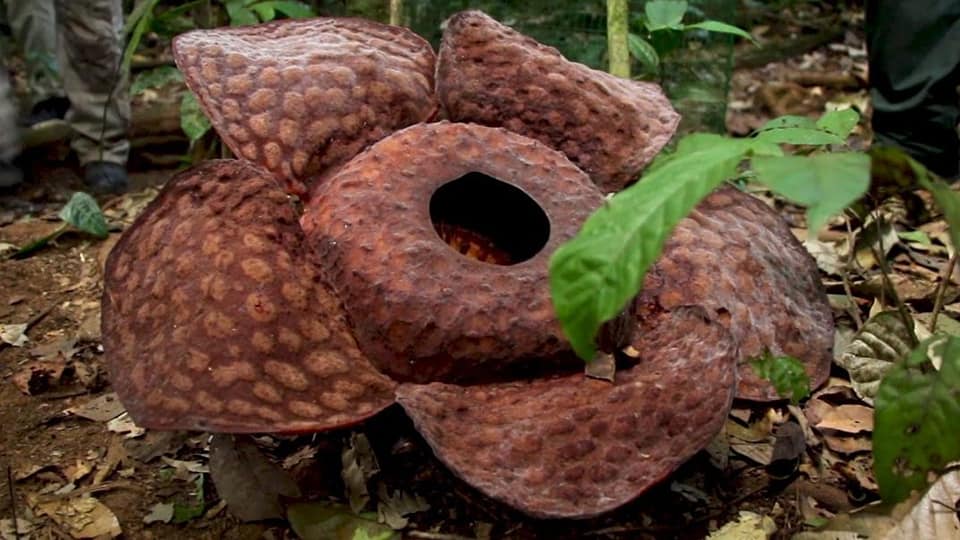 Cerita dari Lipis: Bunga Rafflesia Ulu Dong