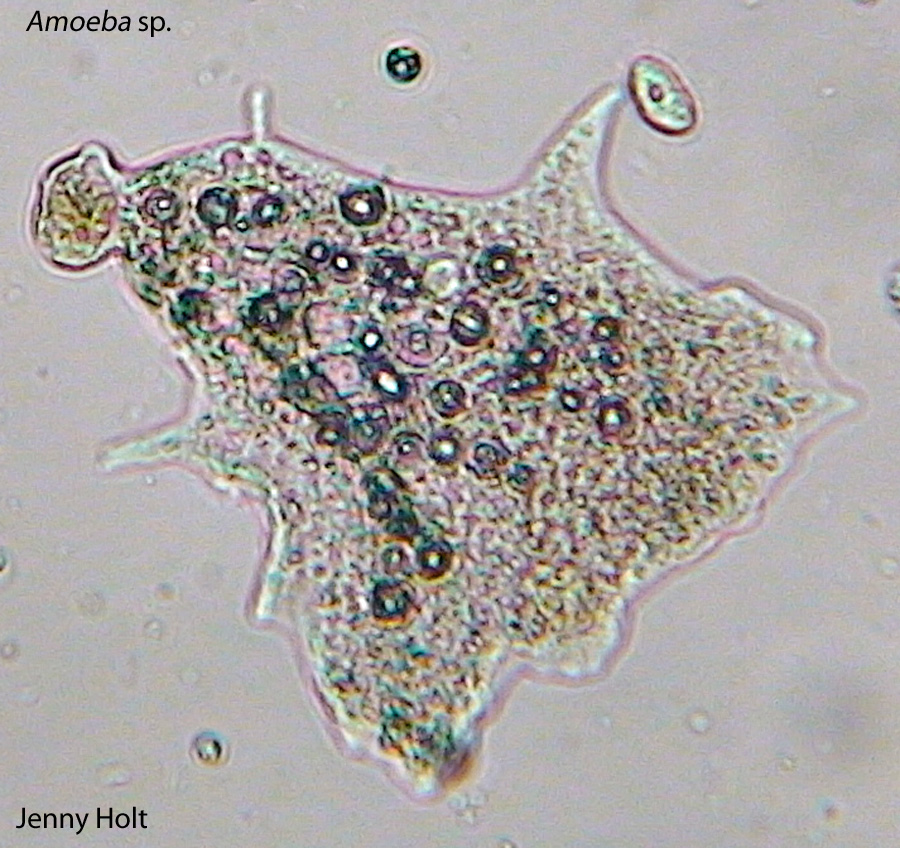 The Secret Life of Microorganisms: Final MicroAquarium Observation