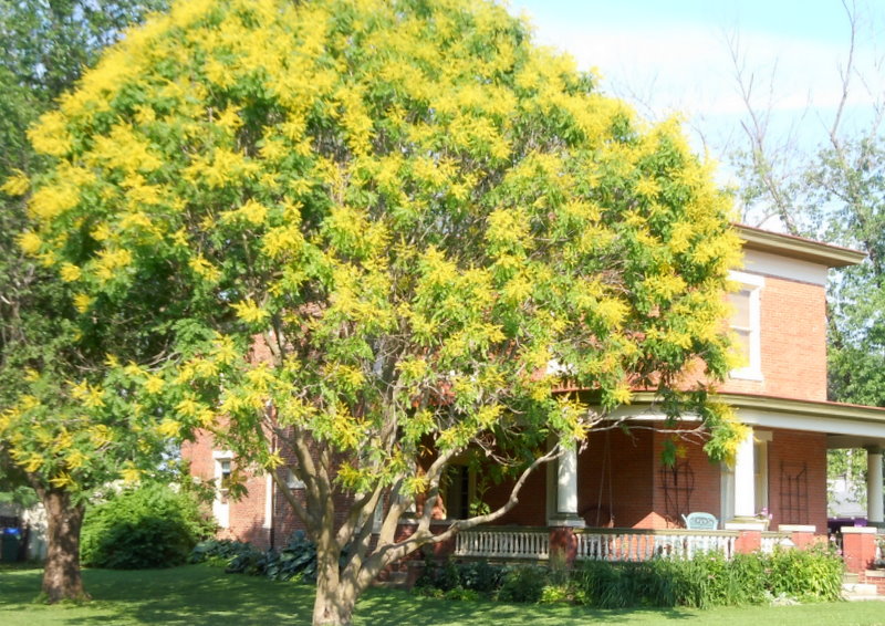 My Old Historic House: A Quest for the Golden Raintree!!!!
