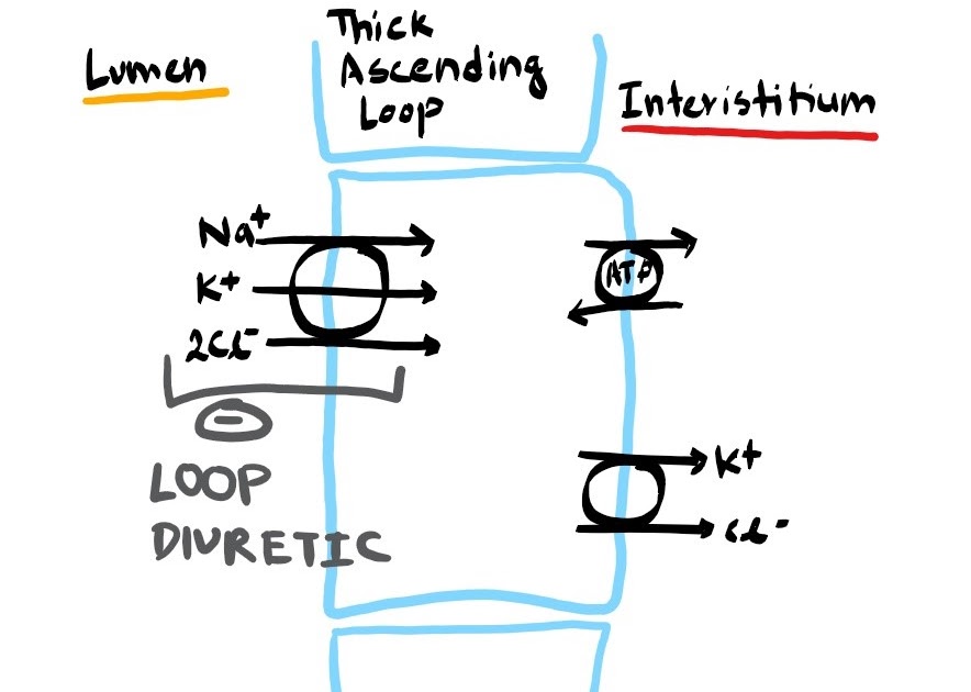 Difference between Loop and Thiazide Diuretics in Calcium Metabolism Difference between Loop and Thiazide Diuretics in Calcium Metabolism