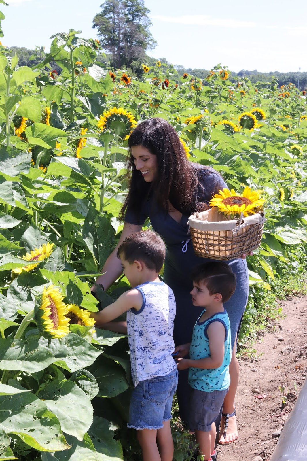 Beautifully Candid: A Sunny Day In A Sunflower Field